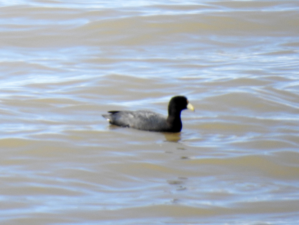 Red-fronted Coot from Parque Ing. Agr. Benito J. Carrasco, Palermo ...