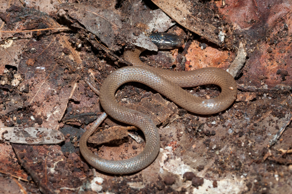 Rim Rock Crowned Snake (Tantilla oolitica) - Snakes and Lizards