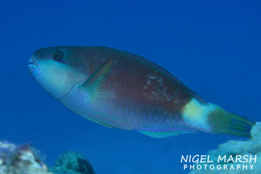 Pacific Bullethead Parrotfish from Hinchinbrook, QLD, Australia on ...