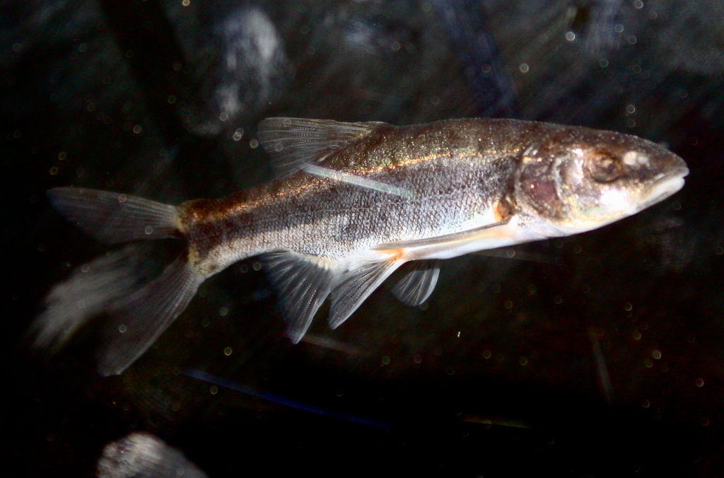 Little Colorado River Spinedace (Lepidomeda vittata) (Wildlife of the ...