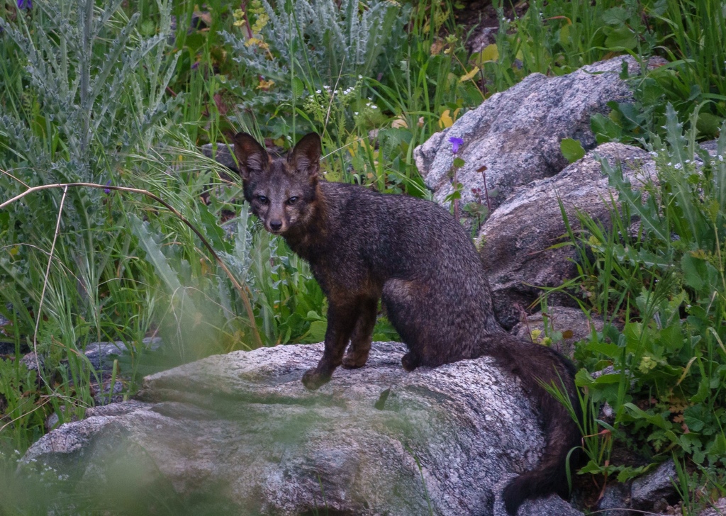 Gray Fox from San Bernardino National Forest, Highland, CA, US on April ...
