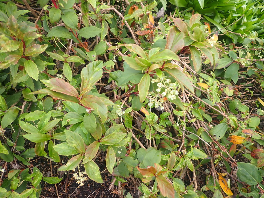 plants from Gore, New Zealand on September 19, 2021 at 11:49 AM by Dave ...