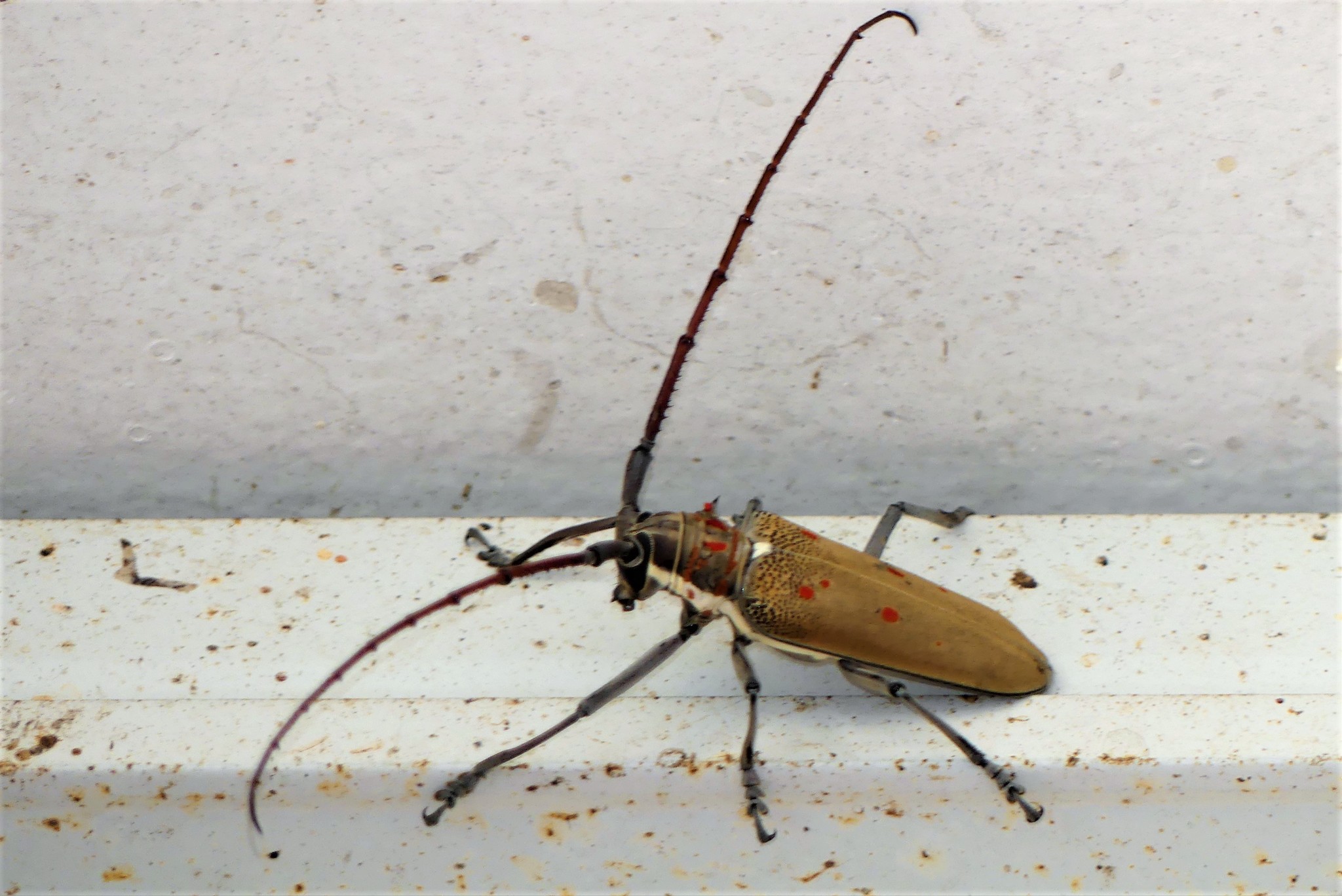Batocera numitor Newman, 1842