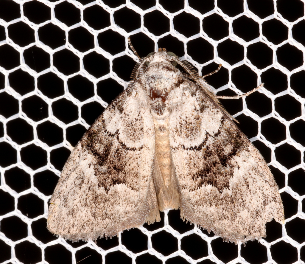 Gum Leaf Skeletonizer from Mill, Tinonee NSW 2430, Australia on October ...