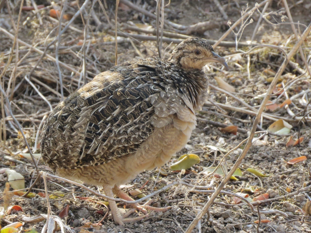 Tinamous (Tinamiformes) - Avian Discovery