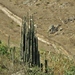 Sacred Column Cactus (Trichocereus macrogonus) · iNaturalist