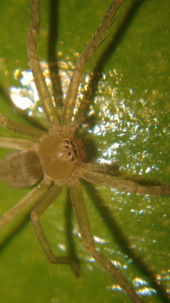 Golden Huntsman Spiders from Ban Phue, Ban Phue District, Udon Thani ...