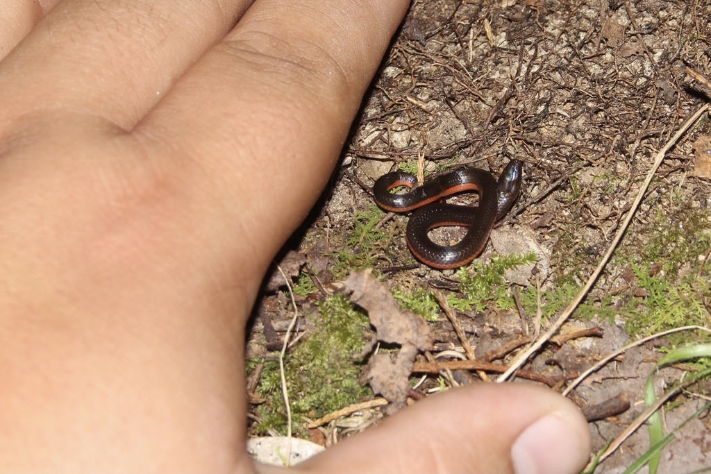 Snake Identification : r/snakes