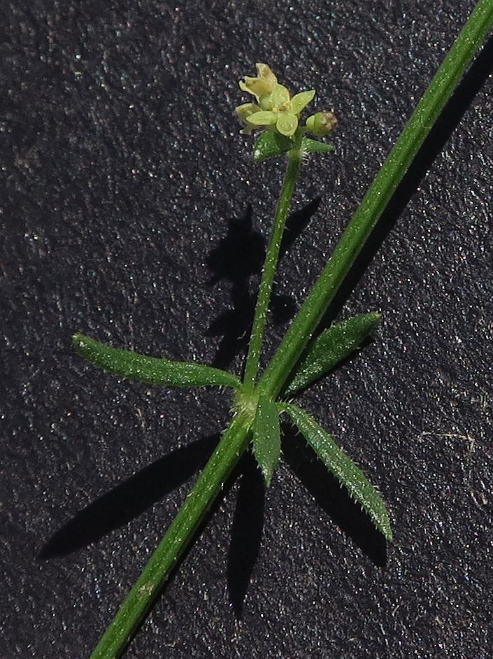 Galium binifolium conforme from Brogo NSW 2550, Australia on October 8 ...