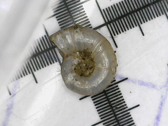 Valvata cristata O.F.Müller, 1774