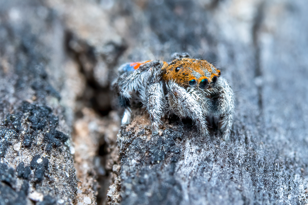 Sparklemuffin from Woondul QLD 4357, Australia on September 10, 2021 at ...