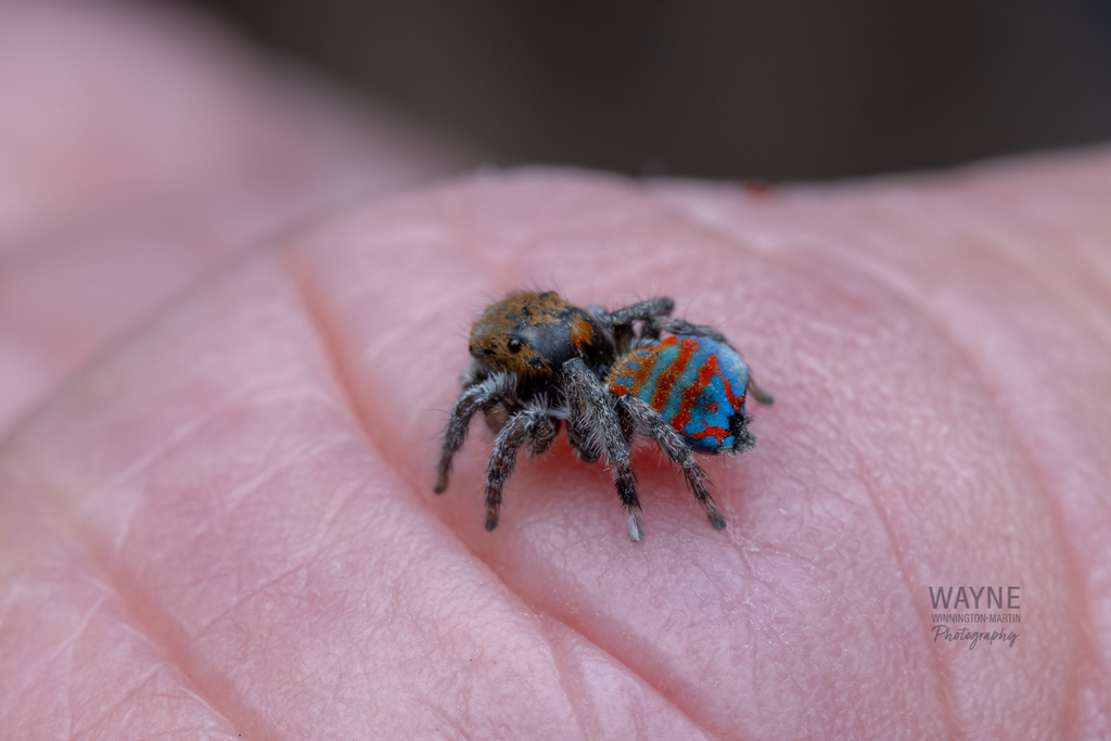 Sparklemuffin from Woondul QLD 4357, Australia on September 10, 2021 at ...