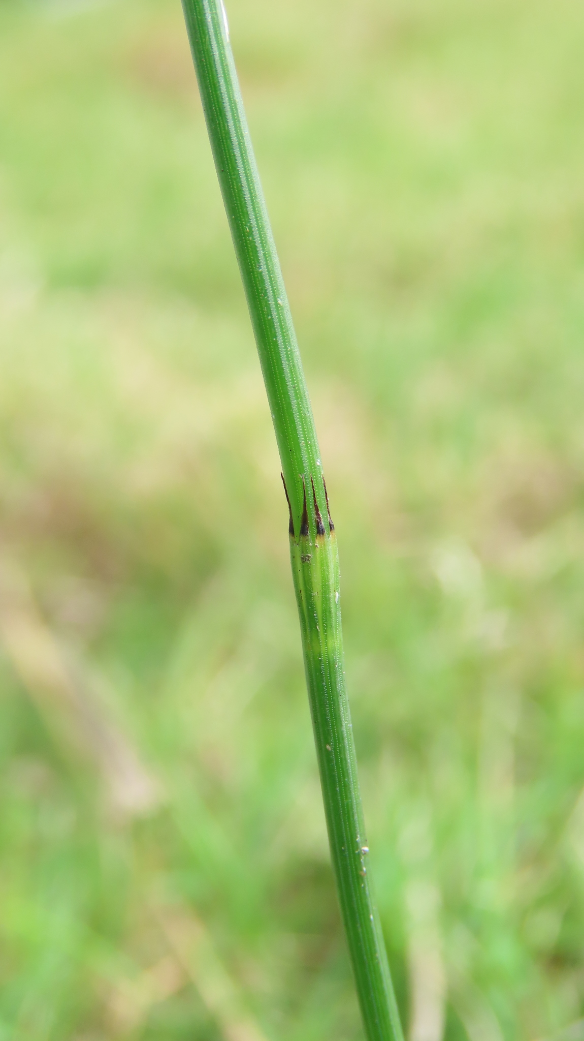 Equisetum ramosissimum subsp. debile (Roxb. ex Vaucher) Hauke