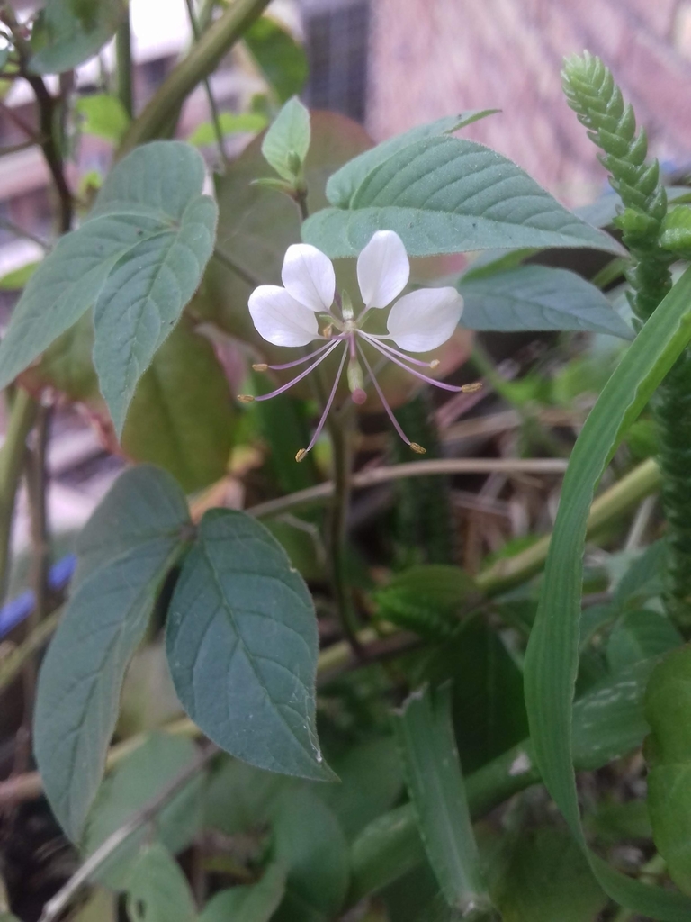 (Tarenaya cordobensis) - Botanical Realm
