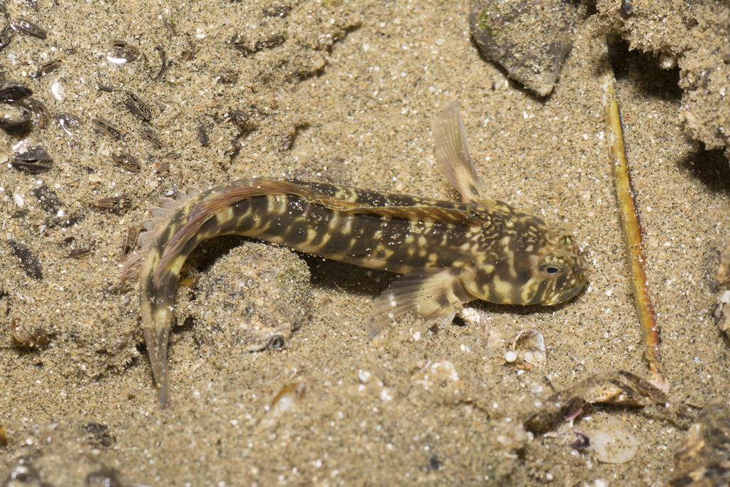 (Entomacrodus longicirrus) - Marine Life Identification