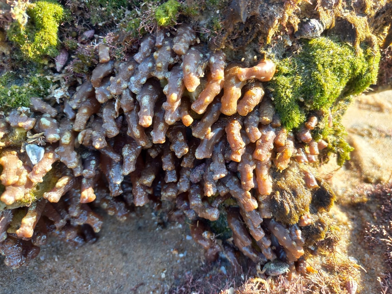 Isaurus tuberculatus Gray, 1828