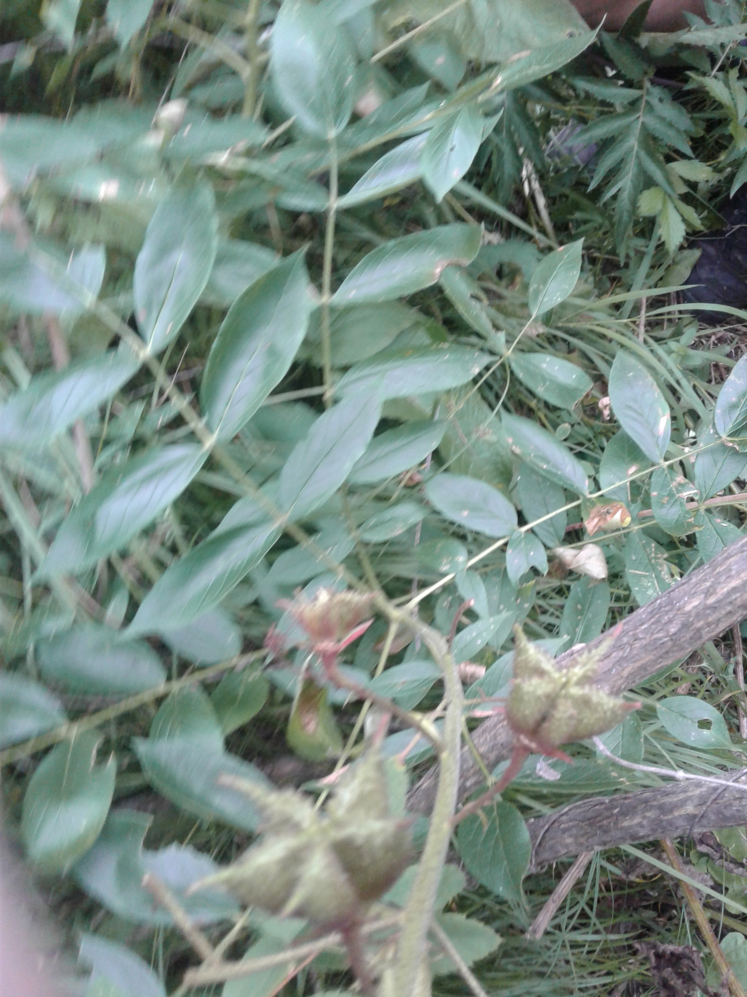 Dictamnus angustifolius G.Don ex Sweet