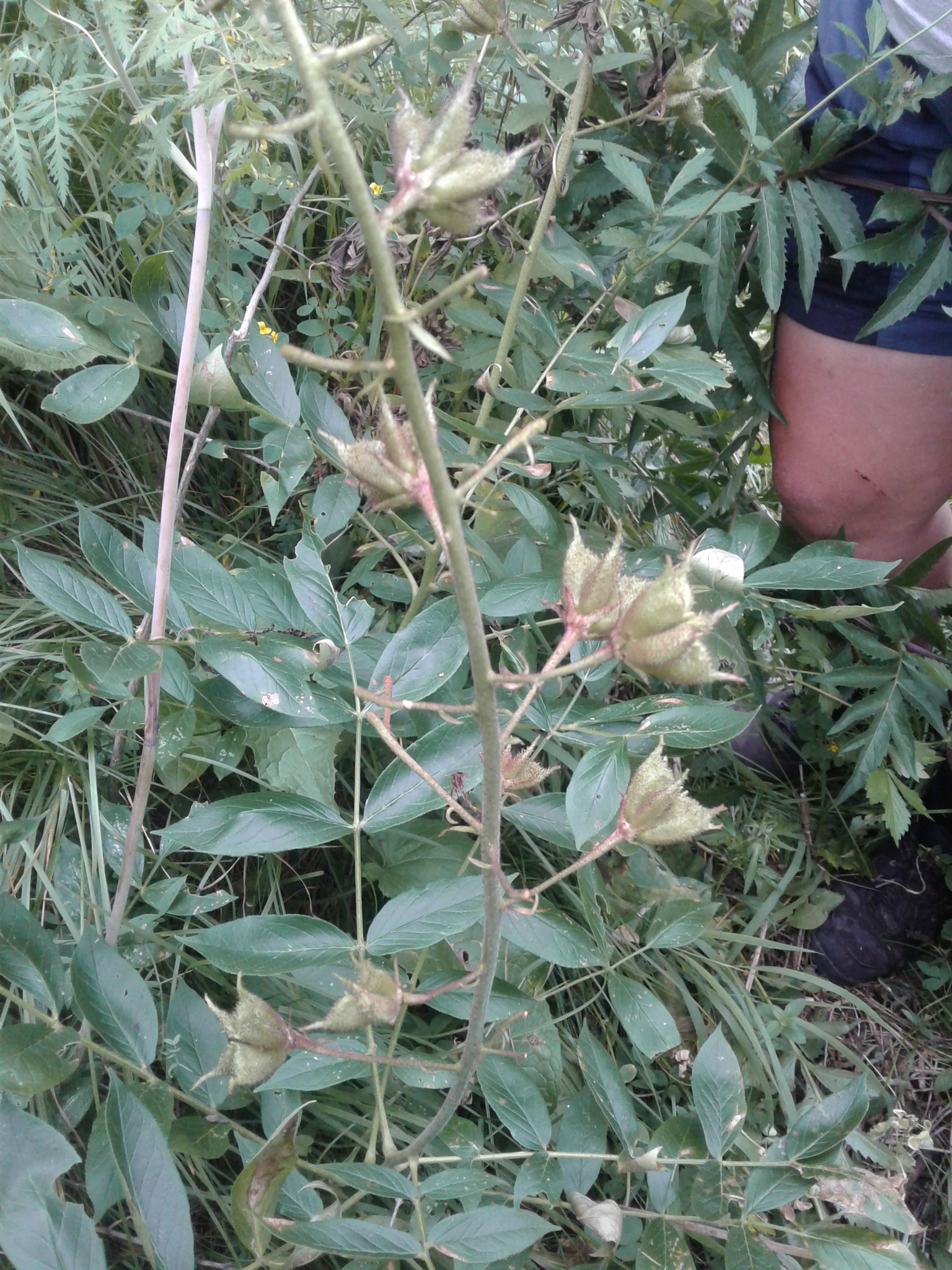 Dictamnus angustifolius G.Don ex Sweet