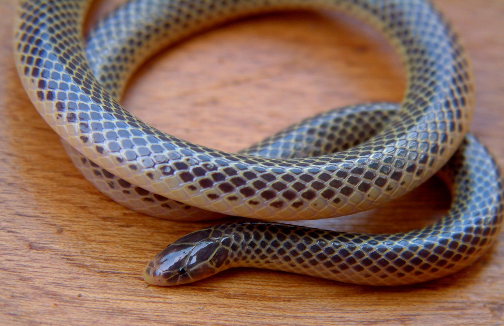 Transvaal Quill-snouted Snake from North Uthungulu, South Africa on ...