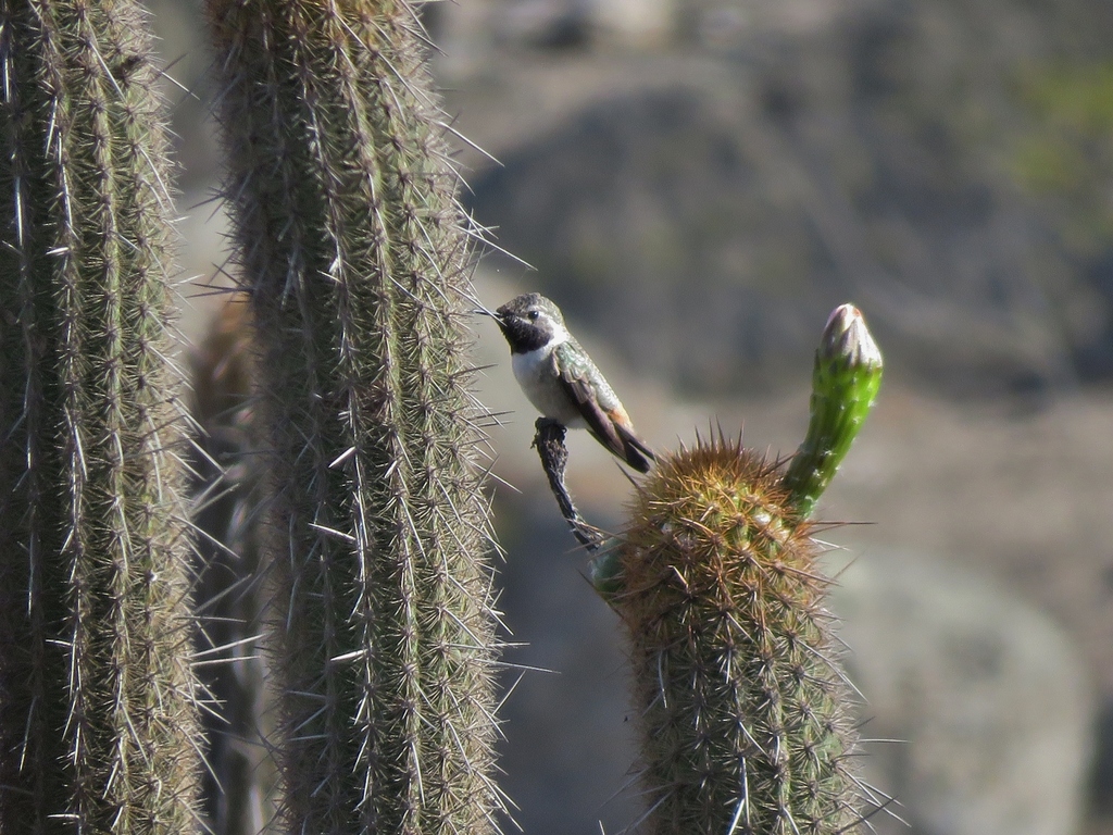 Oasis Hummingbird from Lomas de Lachay, Peru on April 07, 2018 at 03:44 ...