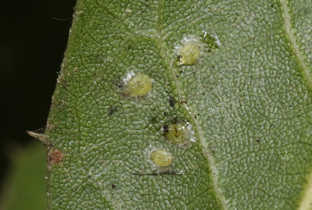 Trialeurodes drewsi from Santa Barbara County, CA, USA on April 20 ...