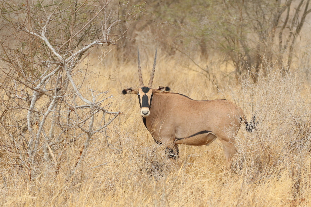 Fringe-eared Oryx in August 2021 by Claude Kolwelter · iNaturalist