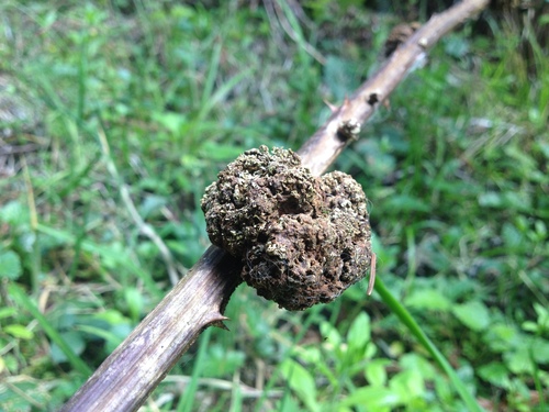 Rhizobium radiobacter · iNaturalist Mexico