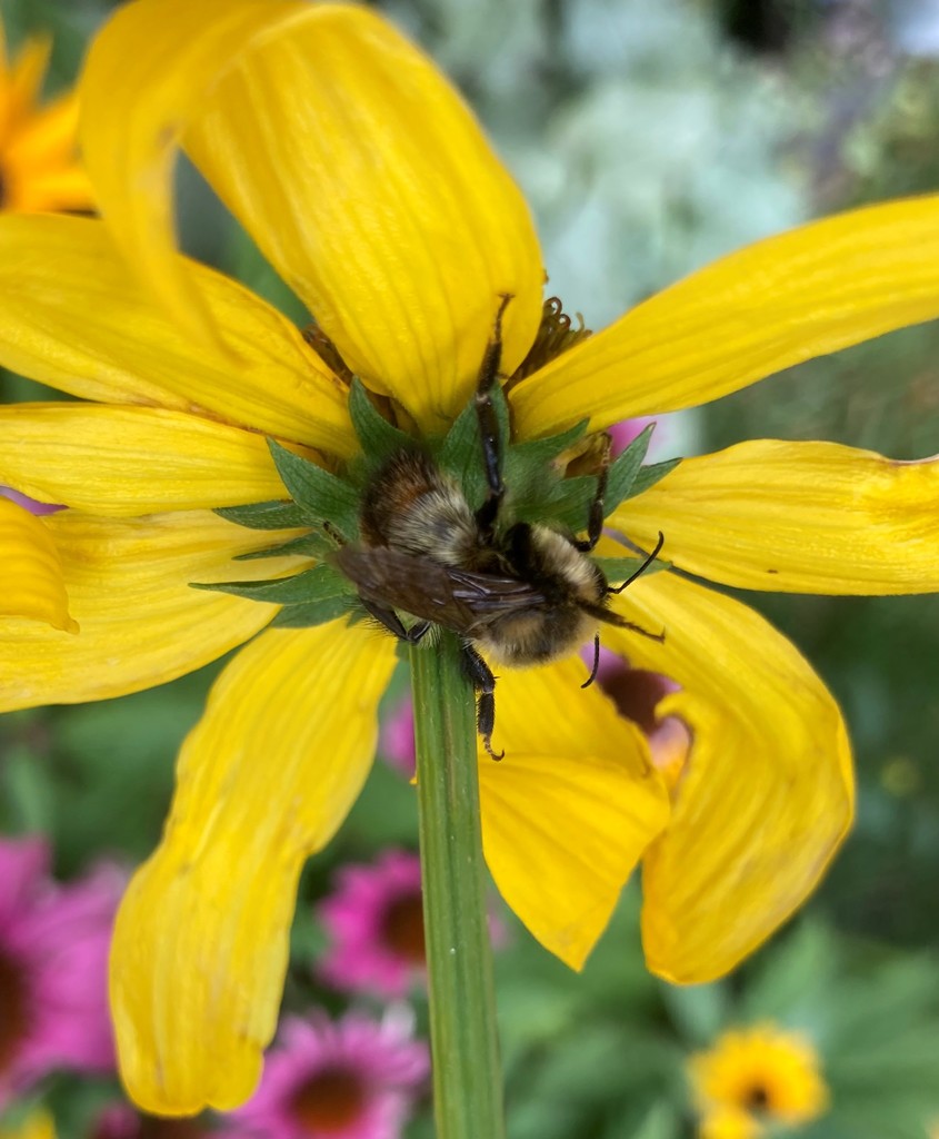 Red-belted Bumble Bee from Douglasdale, Calgary, AB T2Z, Canada on ...