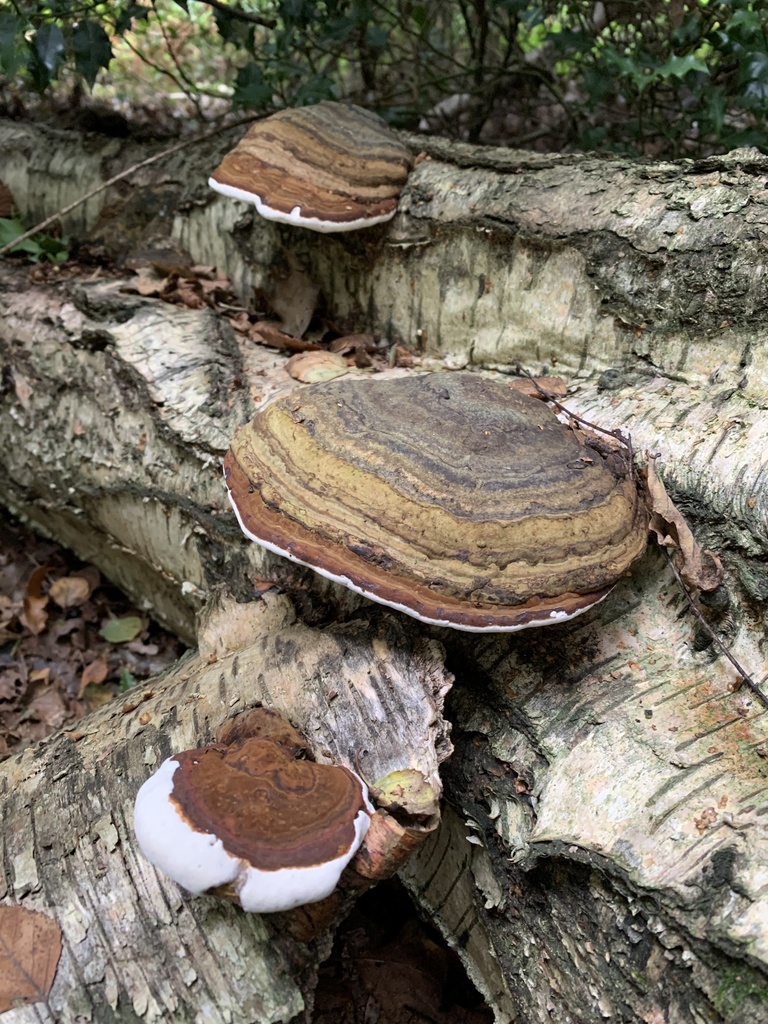 Red-banded Polypore from Chiltern Hills, Berkhamsted, England, GB on ...