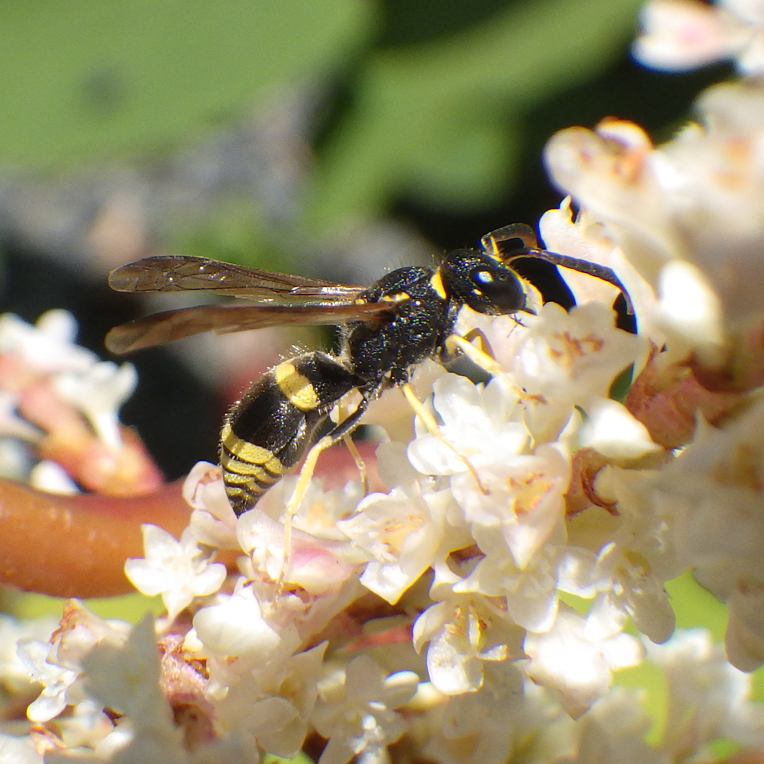 Ancistrocerus parietum Linnaeus, 1758