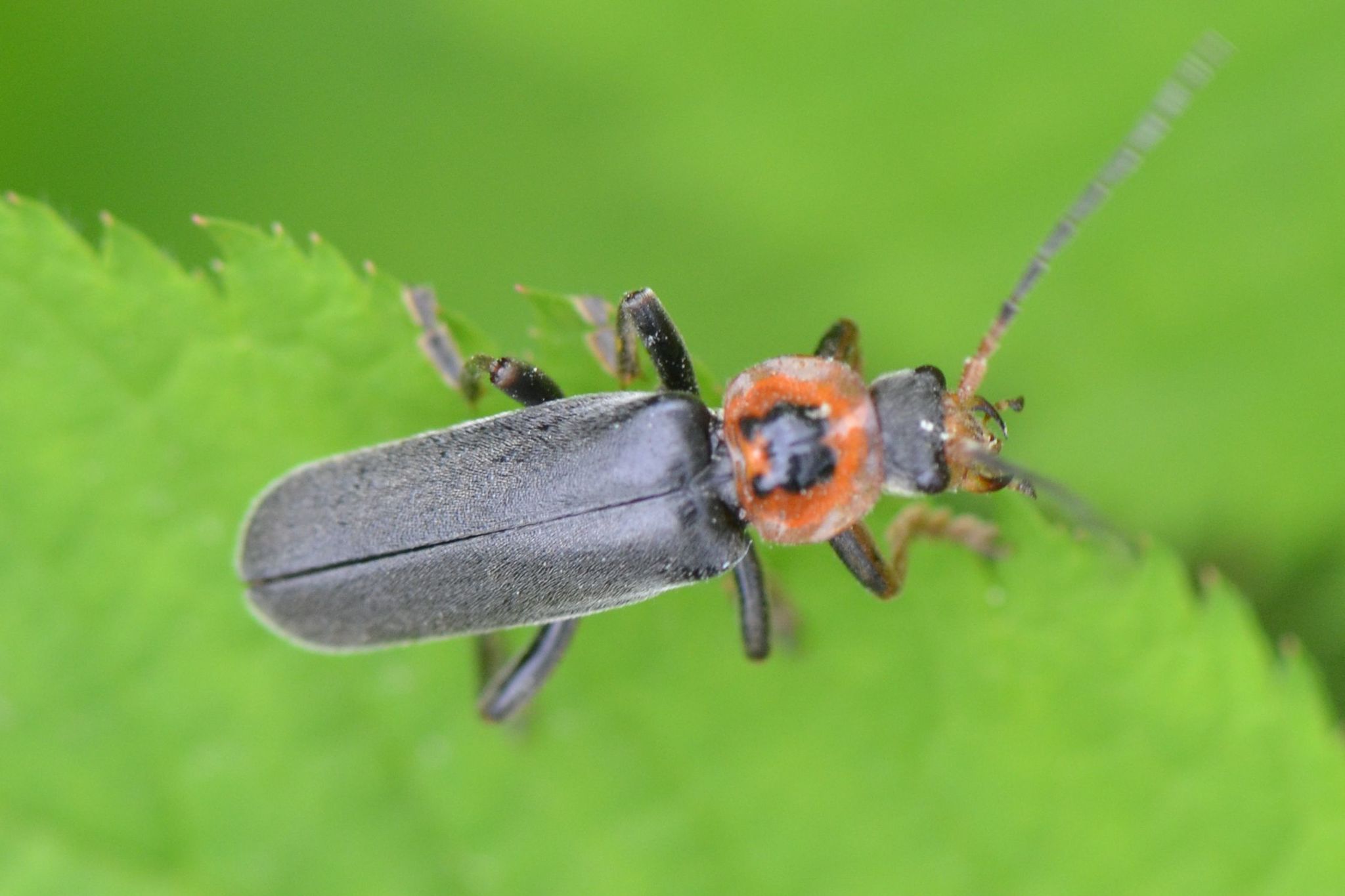 Cantharis annularis Ménétriés, 1836