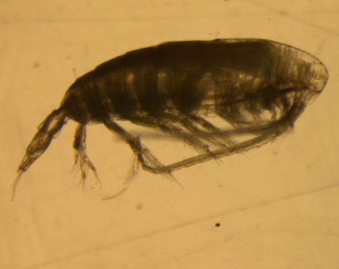 Calanus hyperboreus · iNaturalist