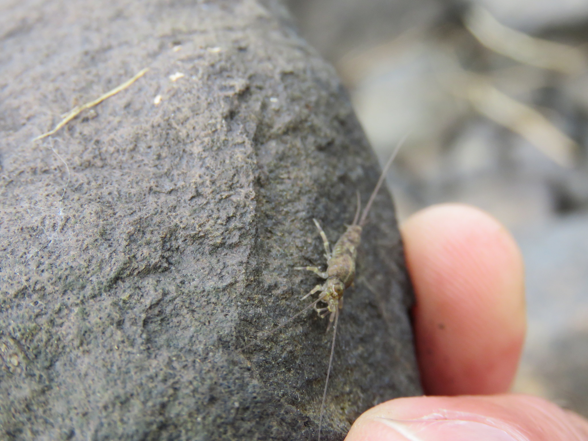 Petrobius brevistylis Carpenter, 1913