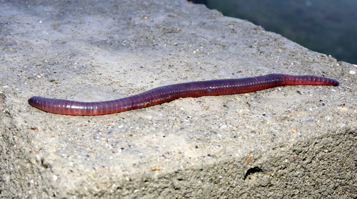 Metaphire houlleti · iNaturalist