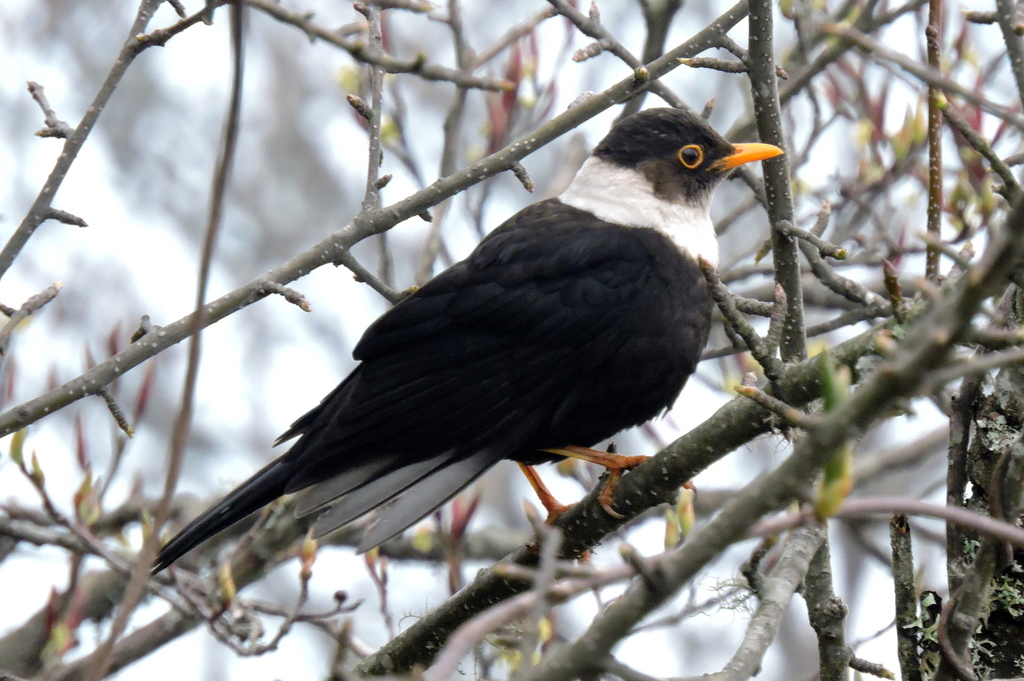 White-collared Blackbird (Turdus albocinctus) - Avian Discovery