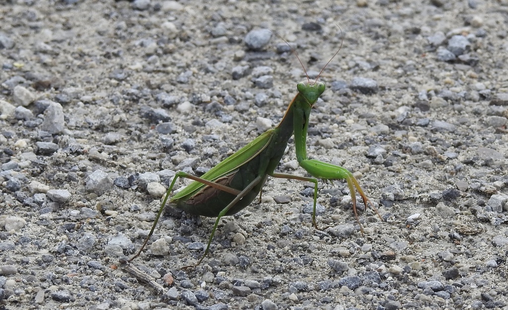 European Mantis from Tommy Thompson Park, ON, Canada on October 8, 2021 ...