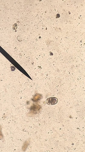 Uncinaria stenocephala · iNaturalist