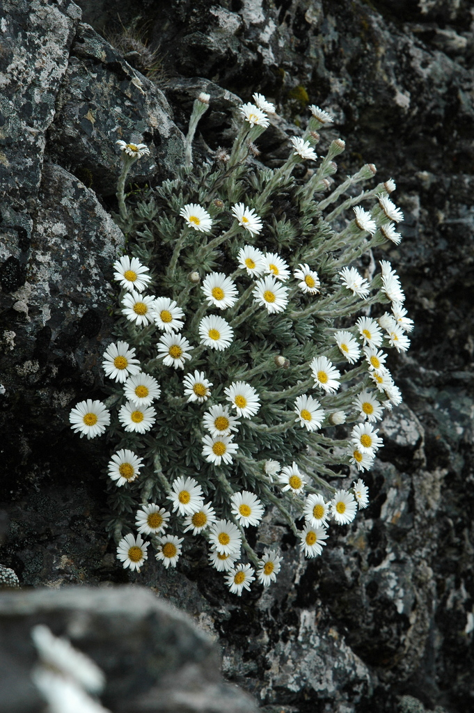 Hadfield's Rock Daisy in December 2018 by Hamish Brown · iNaturalist