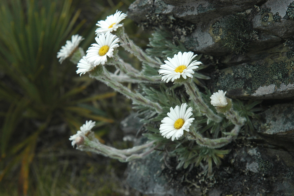 Hadfield's Rock Daisy in December 2018 by Hamish Brown · iNaturalist