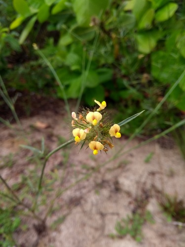 Variety Stylosanthes guianensis gracilis · iNaturalist