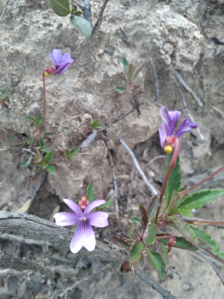 Viola portalesia from San Rafael, Palmilla, O'Higgins, Chile on October ...