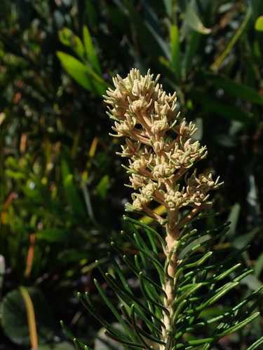 Astrotricha linearis · iNaturalist