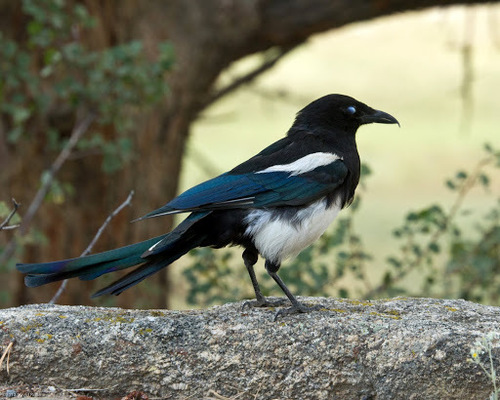 Black-billed Magpie (Features of the Badlands) · iNaturalist