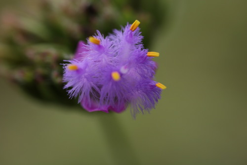 Cyanotis robusta · iNaturalist