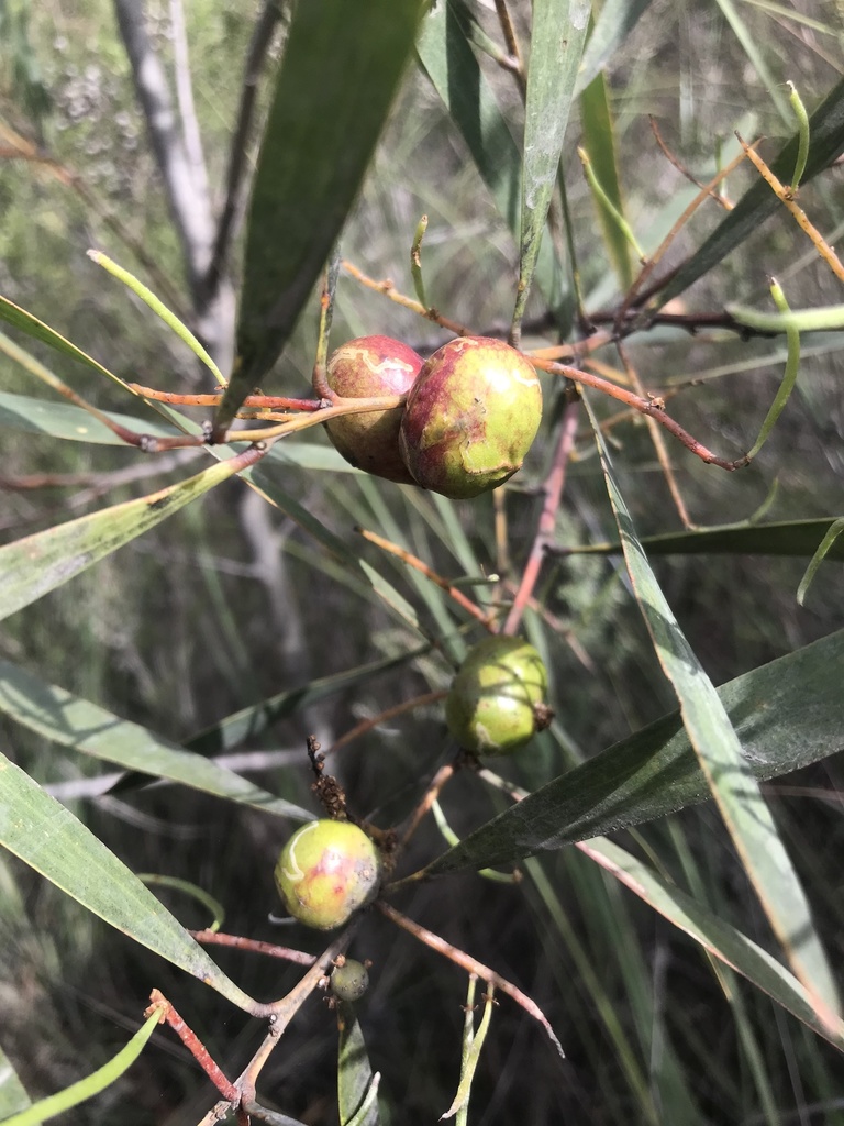 Longleaf Wattle Gall Wasp from Dromana, VIC, AU on October 8, 2021 at ...