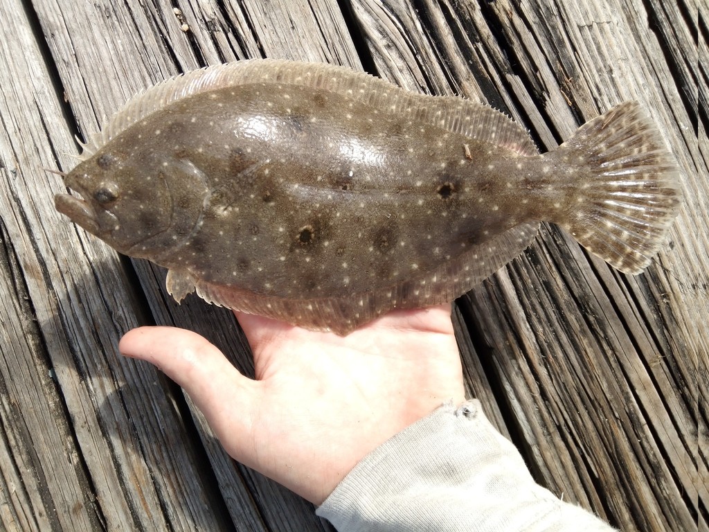 Large-tooth Flounders (Paralichthyidae) - Marine Life Identification