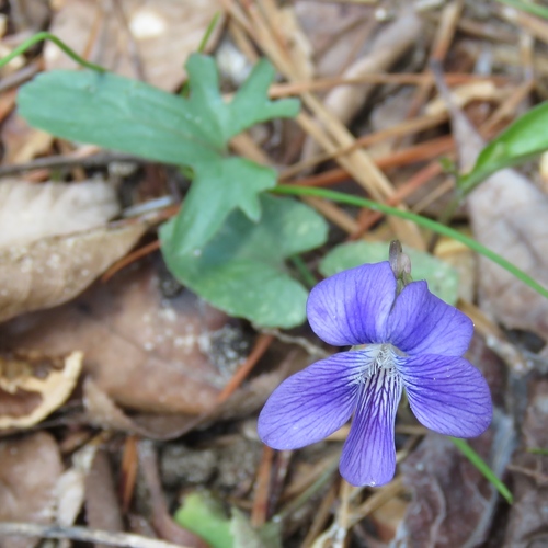 Three-lobe Violet (Viola triloba) · iNaturalist
