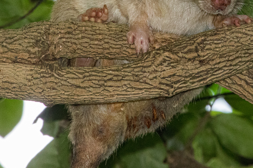 Hemimerus from Inhamitanga Forest, southern part, Cheringoma ...
