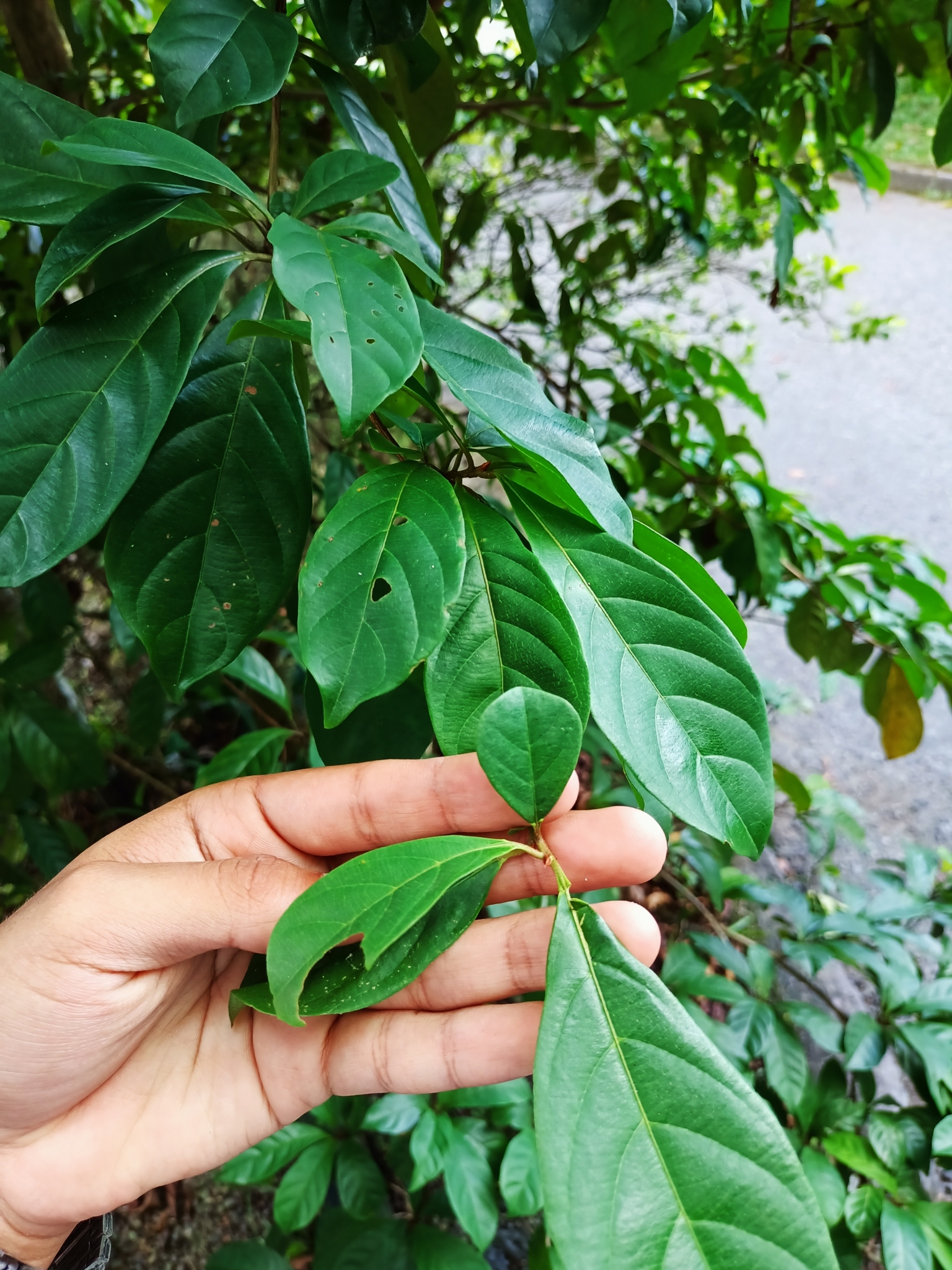 Terminalia amazonia (J.F.Gmel.) Exell