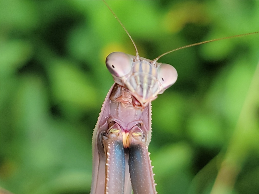 Chinese Mantis from Cromwell Valley, Hampton, MD, USA on October 8 ...